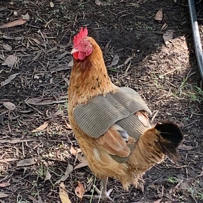Hen Saddle, Chicken Apron Tail Guard AND Now Added Wing Guard PDF ...