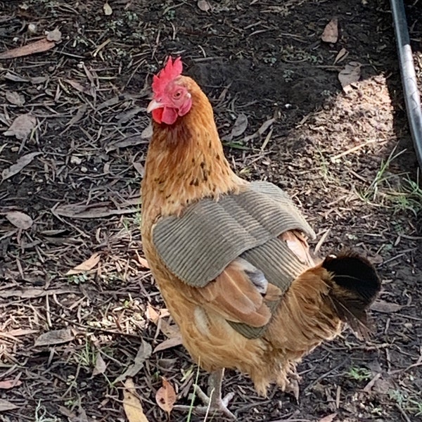 Hen Saddle, Chicken Apron Tail Guard AND Now Added Wing Guard! PDF ...
