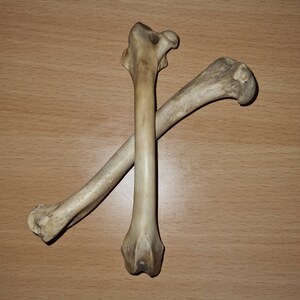 A Pair of English Wild Red Fox Bones - Etsy