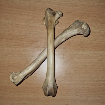 A Pair of English Wild Red Fox Bones - Etsy