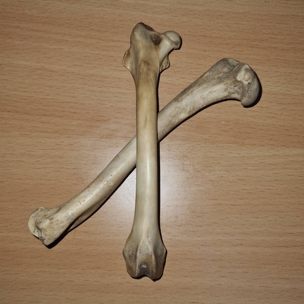 A Pair of English Wild Red Fox Bones - Etsy