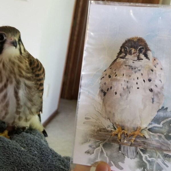 Fieldfare Thrush Watercolor Painting, Original Artwork, 5 X 7 Inch Bird ...