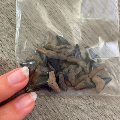 Giant Ice Age Capybara Fossil Set - Etsy