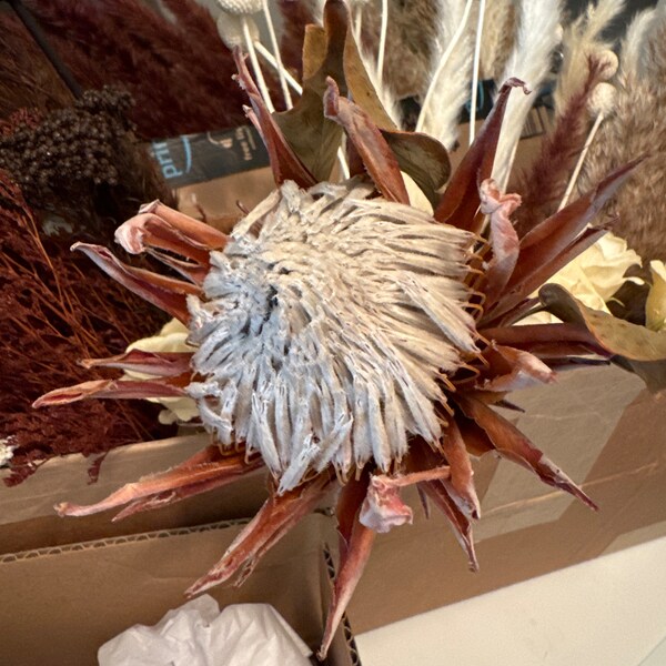 2 Dried White King Protea Flower Stems - Etsy