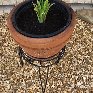 Walter Faxon Peony Pink Fragrant Spring Blooms Perennial - Etsy
