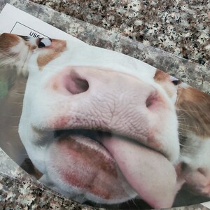 Cow Bovine Heifer Calf Bull Face Cover Mask. - Etsy