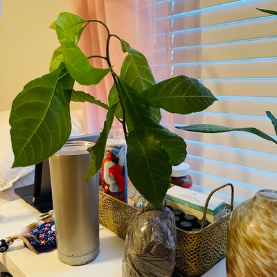 Anamu, Guinea Hen Weed,mucura , Garlic Guinea Weed, Petiveria Alliacea ...