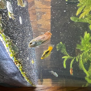 50 Leaf Velvet Water Spangles FREE BONUS PLANT Salvinia Cucullata ...