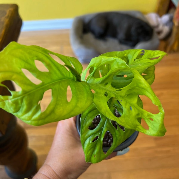Monstera Adasoni Plant - Etsy