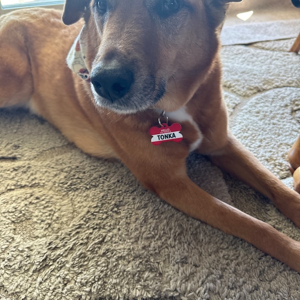 Hello My Name is Pet Tag - Personalized Dog Puppy Cat ID Tag - Pet Gift ...