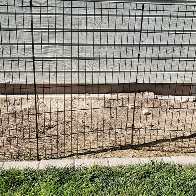 5 Raspberry Plants Joan J Completely Thornless, Everbearing, High ...