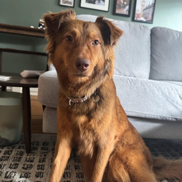 UGLY Bells for Pet Collar Chipped Jingle Bell for Cat Collar Character ...