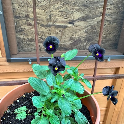 Billy Button Seeds, Craspedia, Billy Balls, Craspedia Globosa CD0150 - Etsy