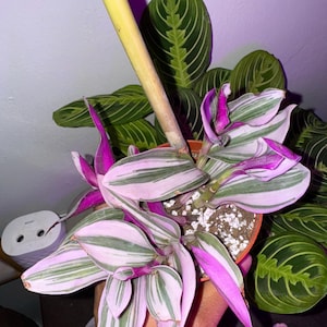 Tradescatia Nanouk Rooted 4 Inch | Nanouk Pink Rare House Plant Indoor ...