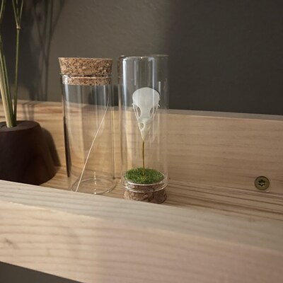 Real Mole Bone Displays. Bone Display. Mounted Mole Bones. - Etsy UK