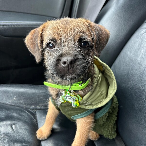 Fish Resin Dog Tag, Pet Name Tag, Custom Goldfish Dog Tag, Cat Pet ID ...