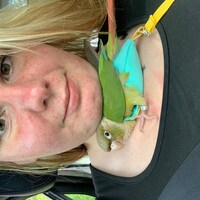 Pink Owl// Bird Diaper Parrot Flight Suit 2meters Leash - Etsy