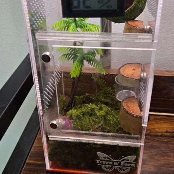 Disco Boho Garden Jumping Spider Enclosure Mini Spider Terrarium ...