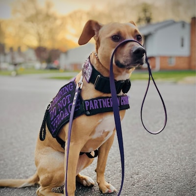 Vest adjustable Size, in Training Do Not Approach, Light Weight Sd ...
