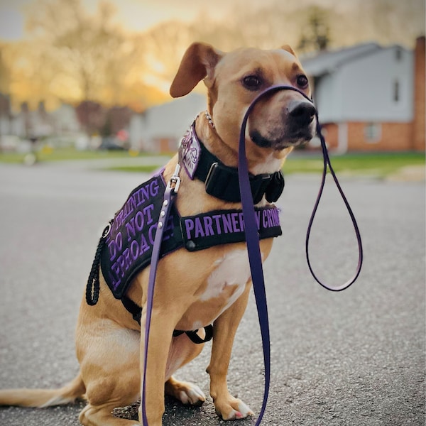 Vest (adjustable Size), "in Training Do Not Approach", Light Weight Sd ...