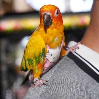 Pink Owl// Bird Diaper Parrot Flight Suit 2meters Leash - Etsy