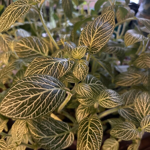 Hanging Red Prayer Plant- Maranta Leuconeura - Etsy