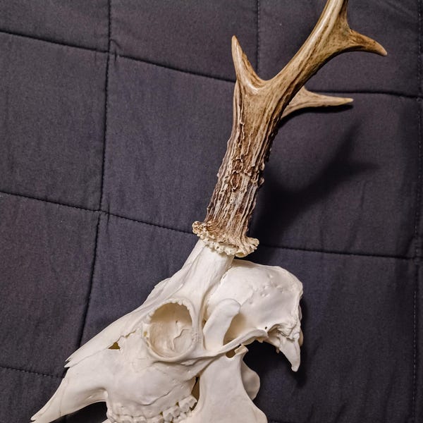 Deer ANTLERS SET With REAL Deer Skull Pair of Red Deer Stag European ...