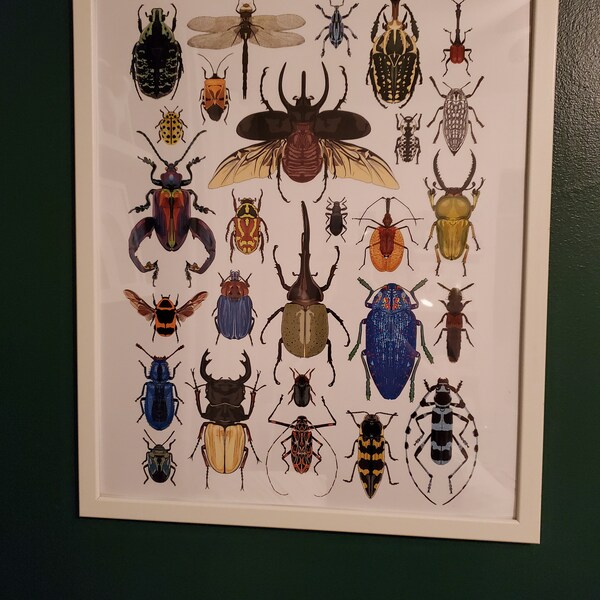 Bugs Illustration, Insect Wall Art, Instant Download Beetles Poster ...