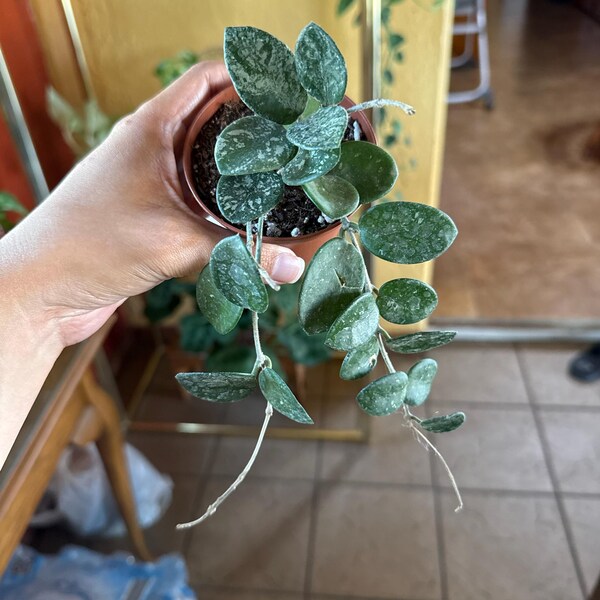 Hoya Mathilde Splash - Super Splashy Hoya - Currently Trailing - Live ...