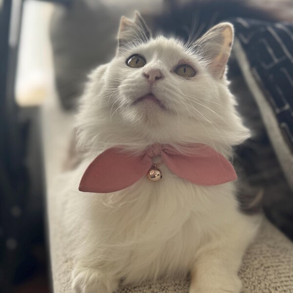 Navy Blue Bow Cat Collar With Silver Bell - Fancy Cat Collar for Pet ...