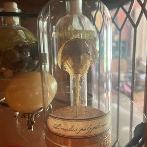 Specimen No 22914 the Tooth Fairy Mini Display Dentist Dental Oddity ...