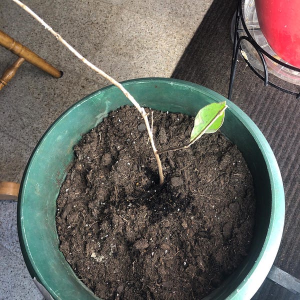 Colocasia Esculenta Plant, Pattarveliya or Patra Edible Plant in Small ...