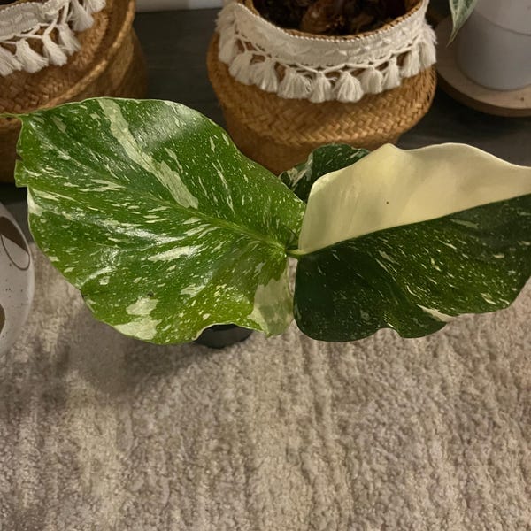 Peperomia Piper Parmatum Live Plant | Peperomia Plant Starters | Pet ...