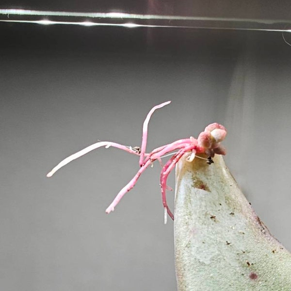 Succulent Leaf Starters | Propagation - Etsy
