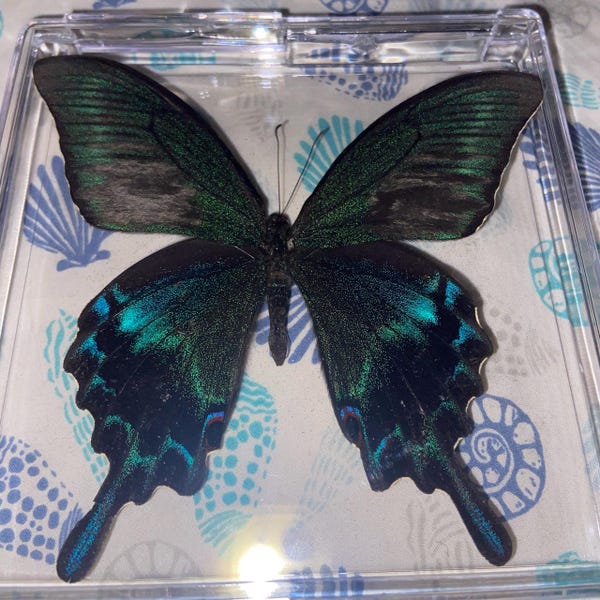 Nature Butterfly 3D Floating Frame With Support Base, Original ...