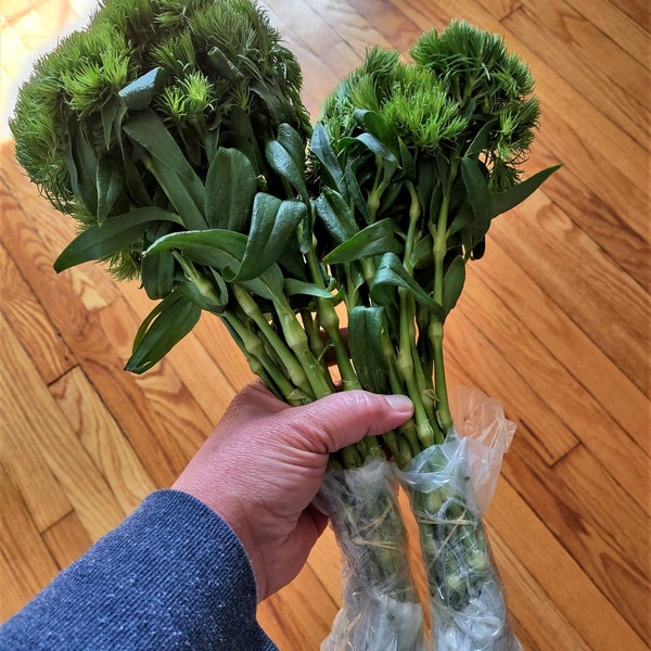 Fresh Cut Myrtle 20 Stems (free Shipping) - DIY Wedding | Showers ...