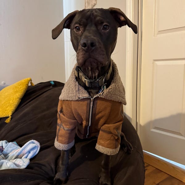 Dog Jacket for Large Breeds, Warm Winter Dog Apparel, Stylish Pet ...