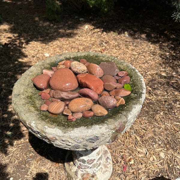 Rare Driftwood Roots W/ Embedded Stone 20in Long, Terrarium or Aquarium ...