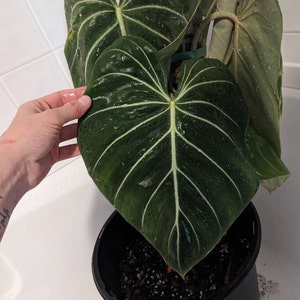Philodendron Gloriosum Dark Form SMALL SIZE Growers Choice Free ...