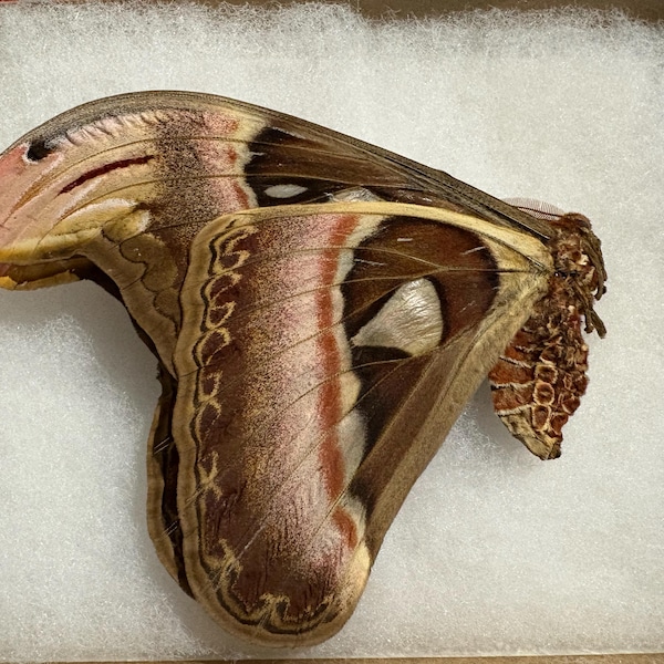 Attacus Atlas Moth Papered Specimen MALE and FEMALE Spcimens, Real ...