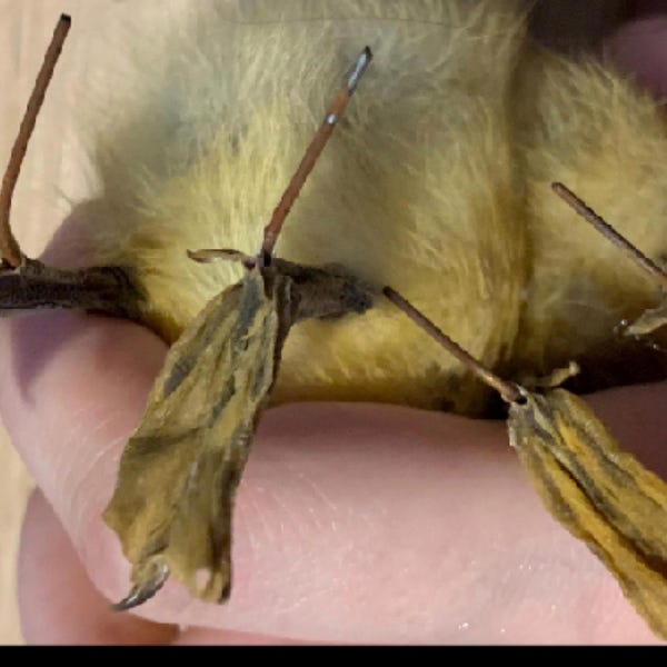 Real Little Yellow Duck Specimen Collectibles Study, Special Gifts Kids ...