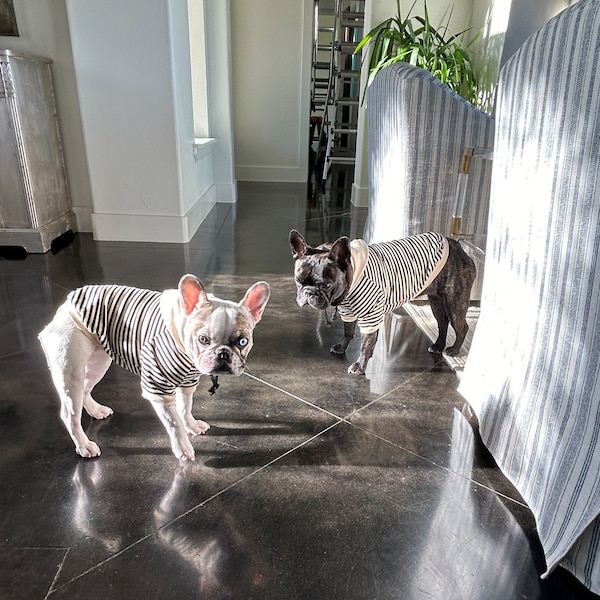 Frenchie Clothes, Frenchie Bulldog Clothes and Sweater - Etsy