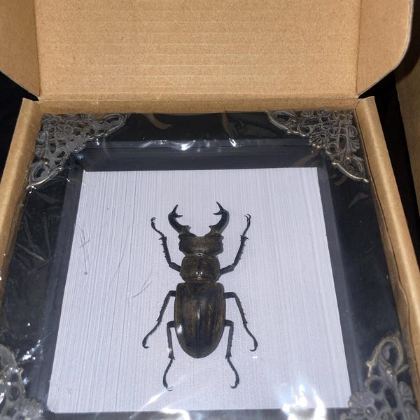 Scorpion Frame Taxedermy Black Wall Decor Gothic Artwork, Preserve ...