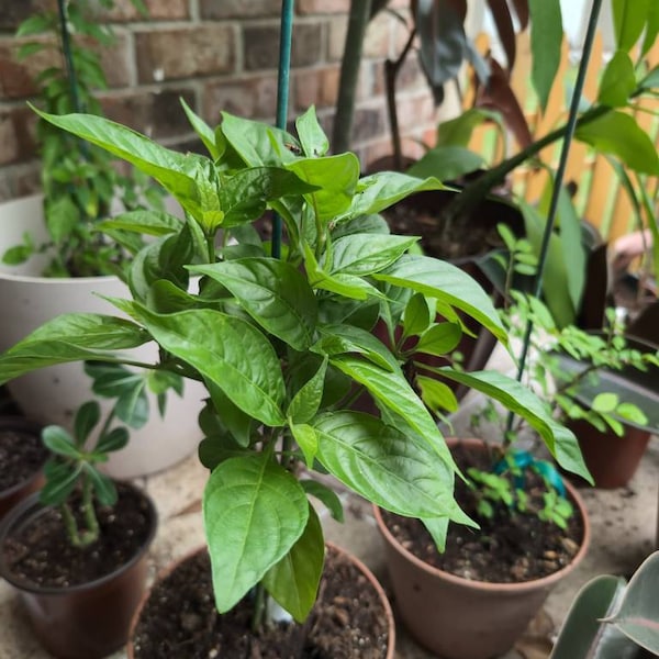 Jasmine MAID OF ORLEANS Arabian Sambac Live Plant Fragrant Single White ...