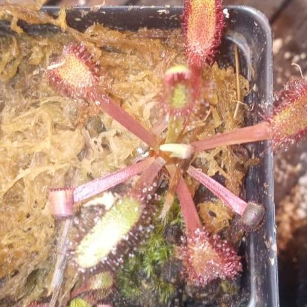 Carnivorous Plant Soil (pygmy Sundew Mix) - Etsy