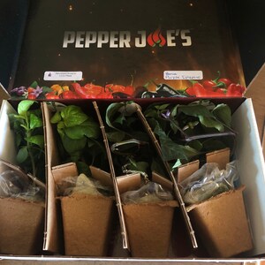 Snick Snack Pepper Seeds - Etsy