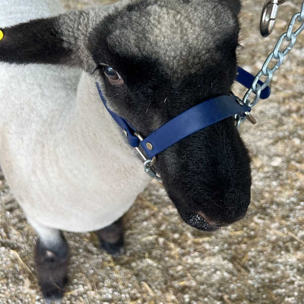 LAMB HALTER | "duo" | Stock Show | Show Lamb | - Etsy