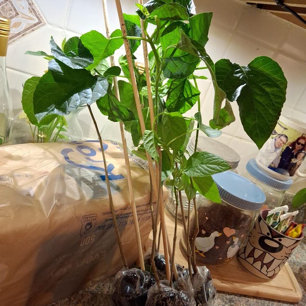 Musa Little Prince (banana) Plant - Small Rooted Starter Plant in Pot ...