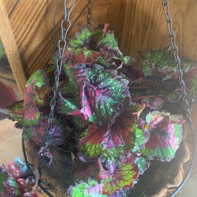 Jurassic™ Rex Begonia 'watermelon' - Etsy