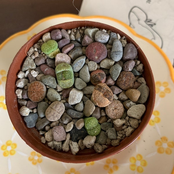 Supernatural Mask: Driver Picks the Music Cruson Creations - Etsy